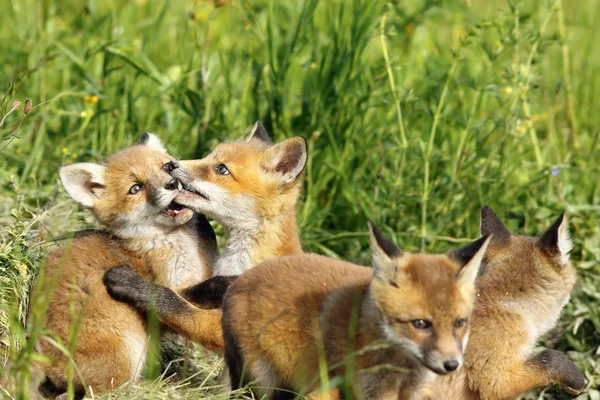Cute fox cub playing - Stock Image - Everypixel