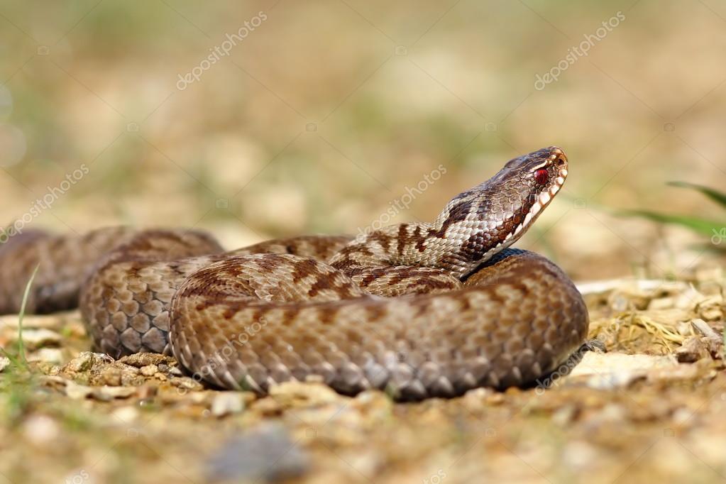 Beautiful european venomous snake Stock Photo by ©taviphoto 115213640