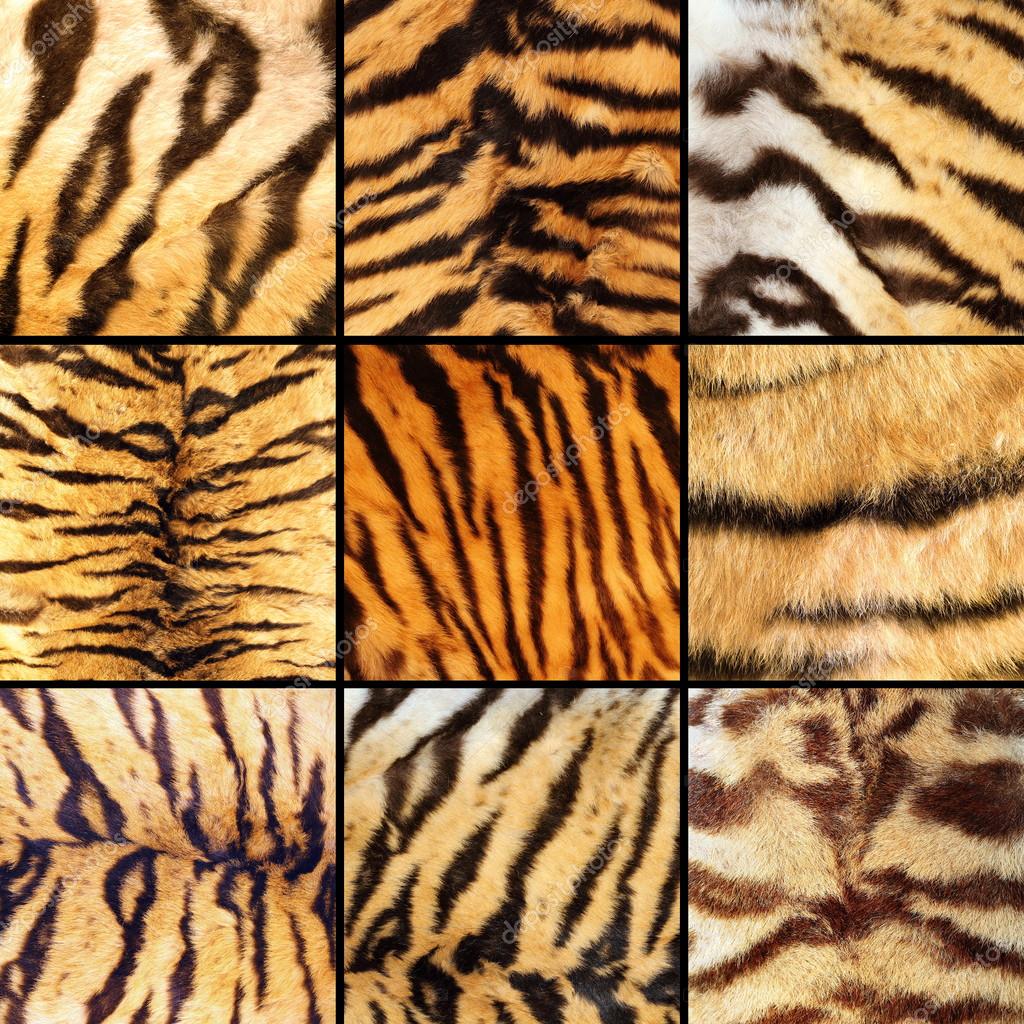 Tiger Stripes