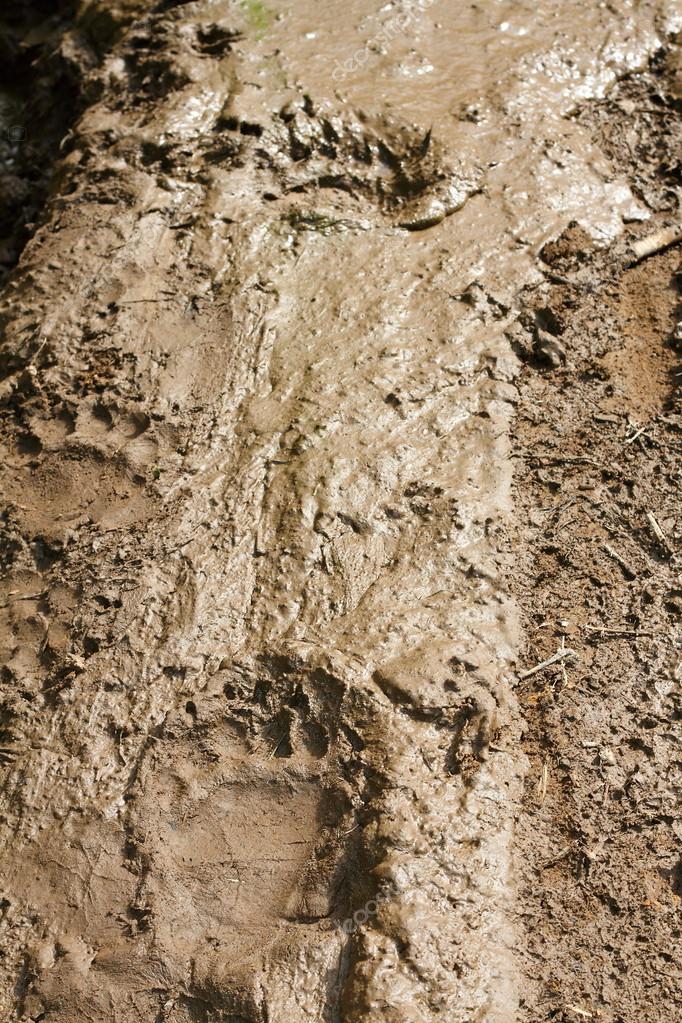 Bear Tracks In Dirt