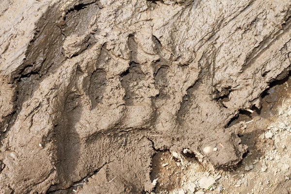 Brown bear tracks in mud Stock Photo by ©taviphoto 85126790