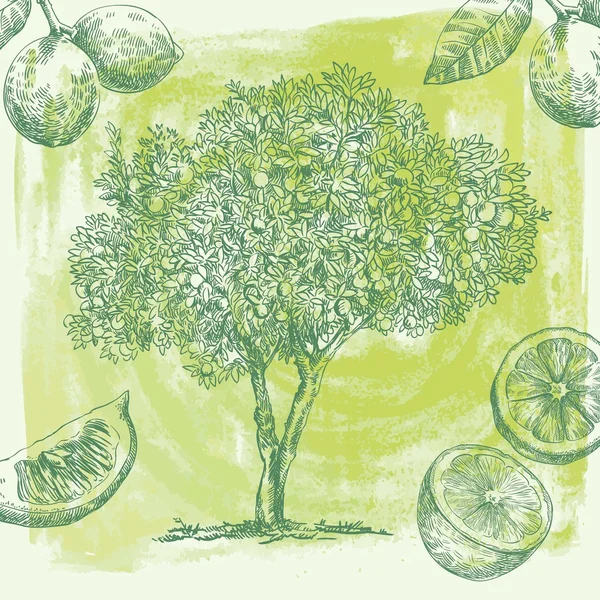 Lemon tree sketch Stock Vector Image by ©lapuma #102656016