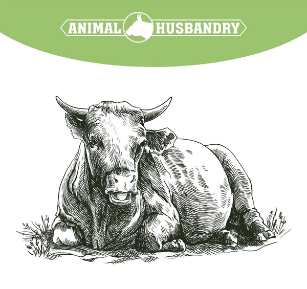 Sketch of cow drawn by hand. livestock. cattle. animal grazing Stock ...