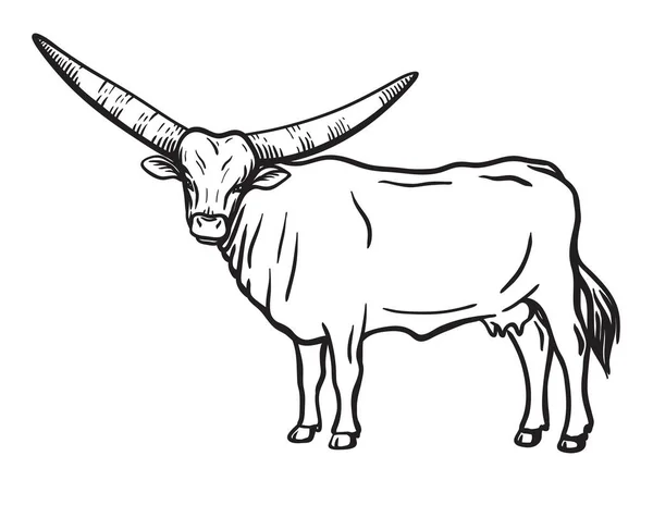 Philippine Tamaraw Drawing