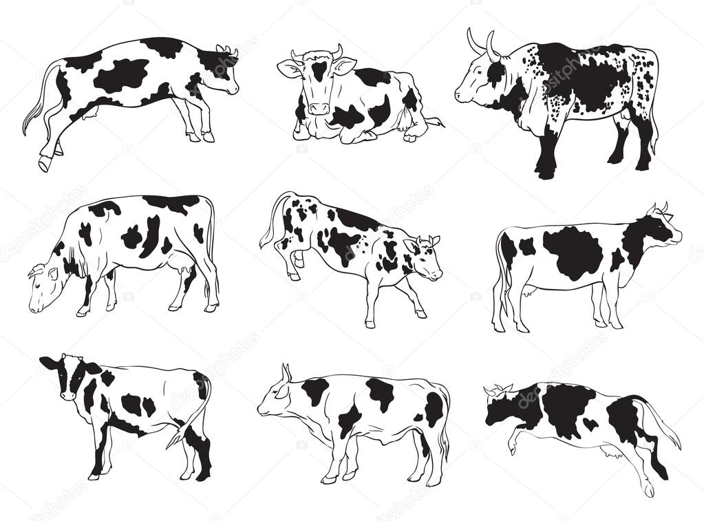 Iconos vectoriales de vacas Vector de stock #72270579 de ©lapuma