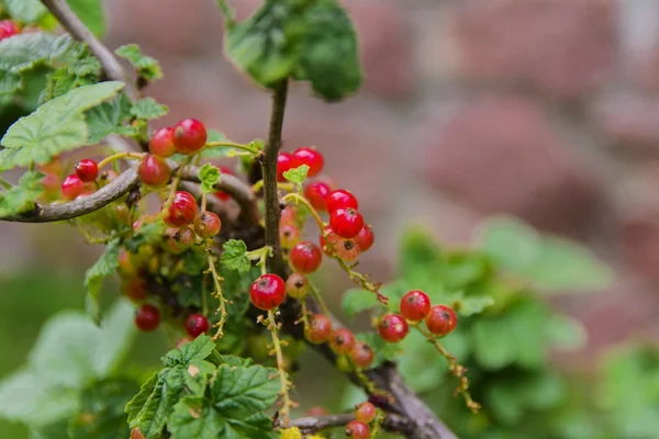 Arbuste de groseille images libres de droit, photos de Arbuste de ...