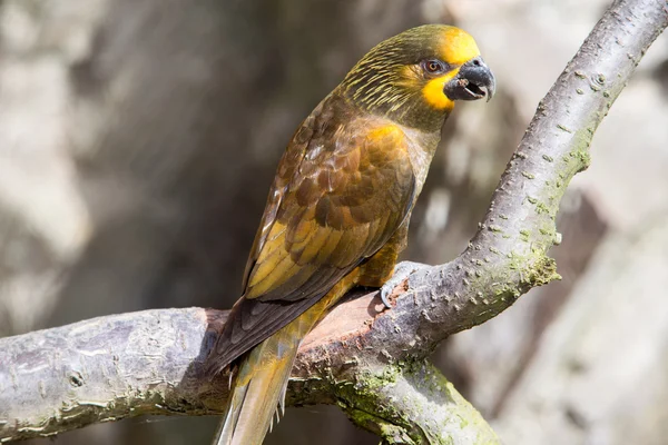 The court parrot ,colorful - Stock Image - Everypixel