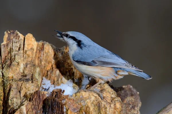 Eurasian Nuthatch, cute singing bird - Stock Image - Everypixel
