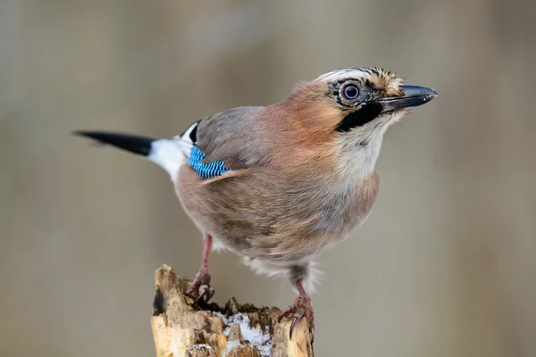 Jay bird Images - Search Images on Everypixel