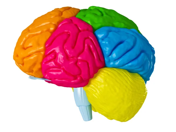 Brain lobes in different colors isolated on white . Medical accurate 3D ...