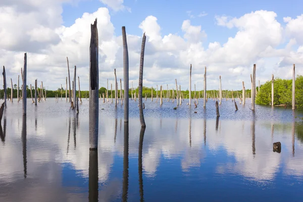 Everglades structures Stock Photos, Royalty Free Everglades structures ...