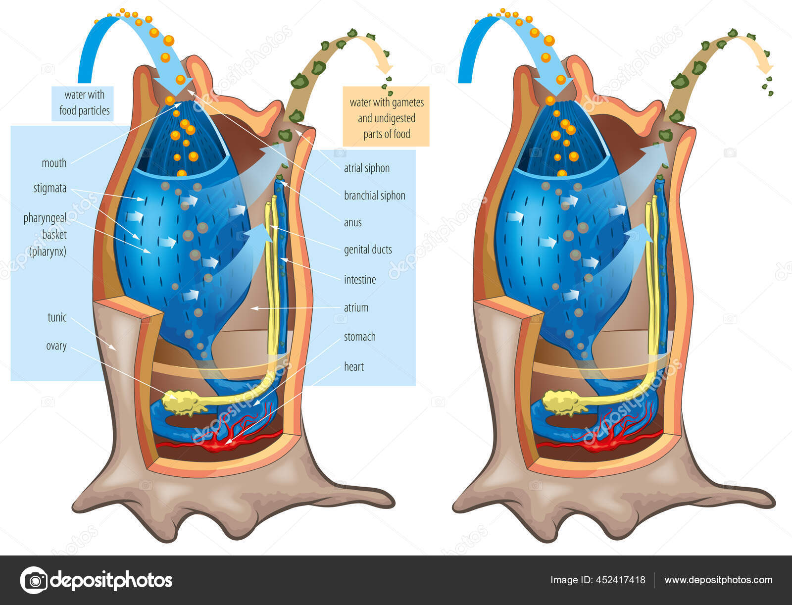 Vector Illustration Inner Structure Anatomy Sea Squirt Ascidian ...