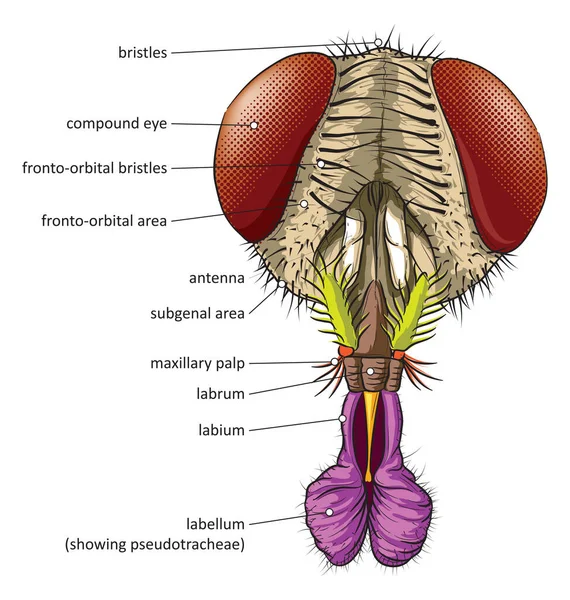 Drosophila immagini vettoriali RF, disegni Drosophila stock | Depositphotos
