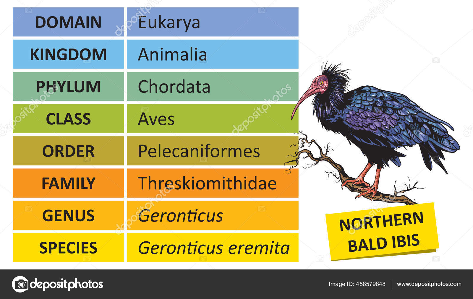 Taxonomic Scheme