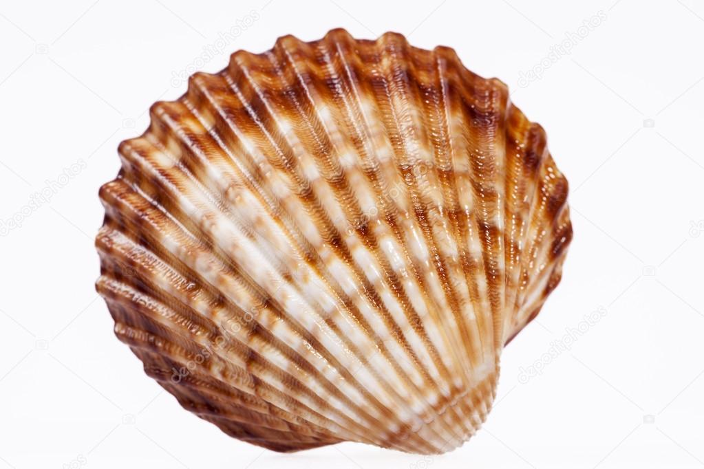 Single seashell isolated on white background — Stock Photo © mychadre77 ...