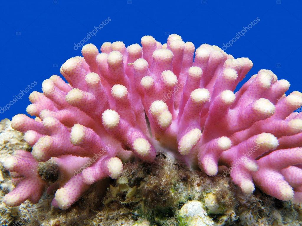 Finger Coral