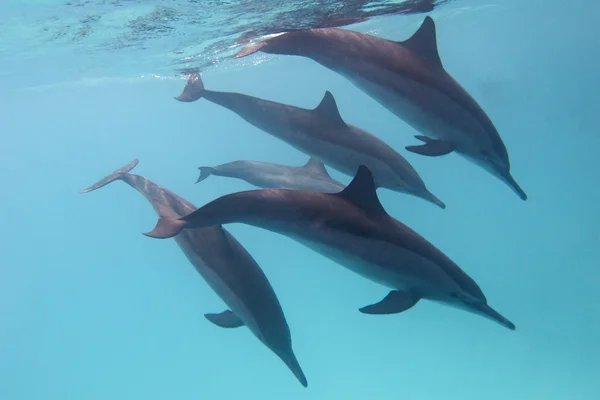 some dolphins in tropical sea on a background of blue water - Stock ...