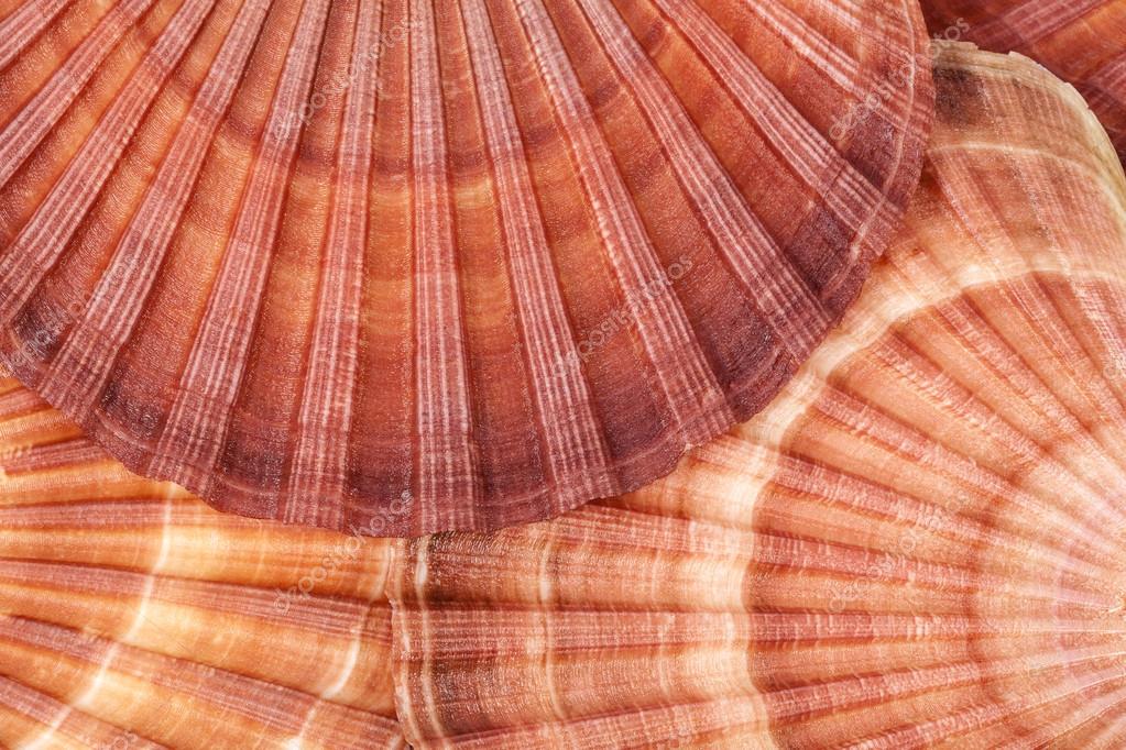 Fondo de conchas marinas de molusco, primer plano: fotografía de stock ...