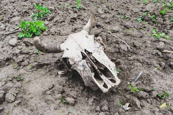 State of animal decomposition Stock Photos, Royalty Free State of ...