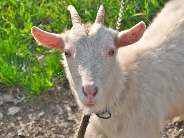 Piebald nubian goat Stock Photos, Royalty Free Piebald nubian goat ...