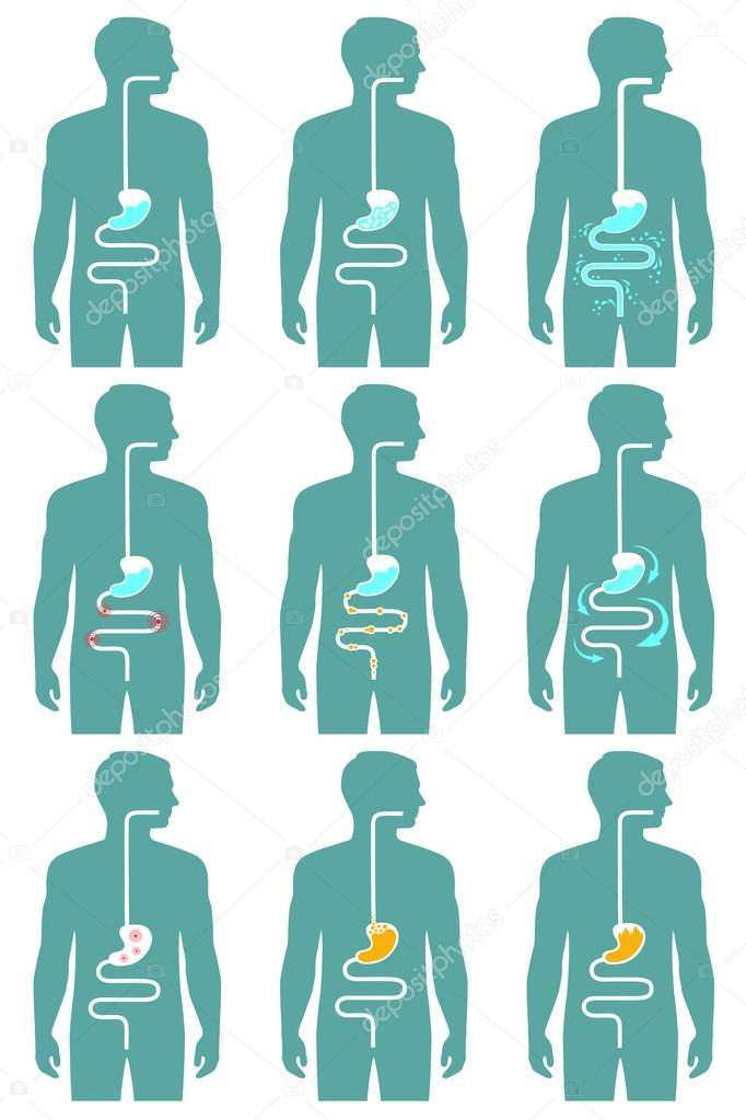 Human digestive system Stock Vector Image by ©eveleen #105366606