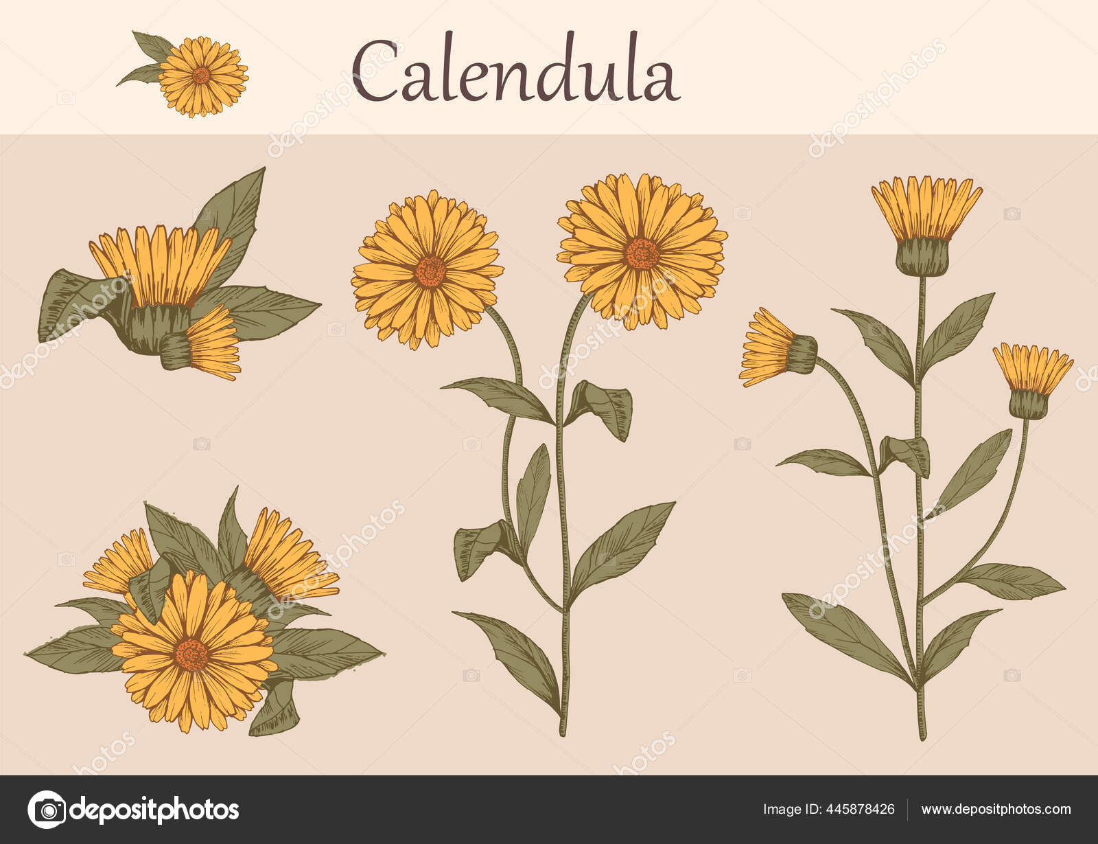 Marigold Botanical Illustration