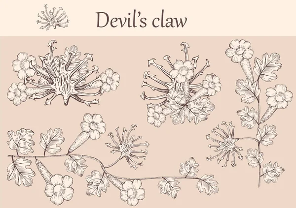 Devils claw Stock Vectors, Royalty Free Devils claw Illustrations ...