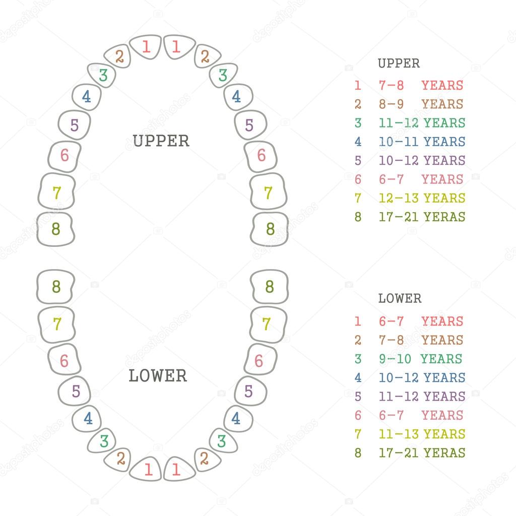 Teeth Diagram Numbers