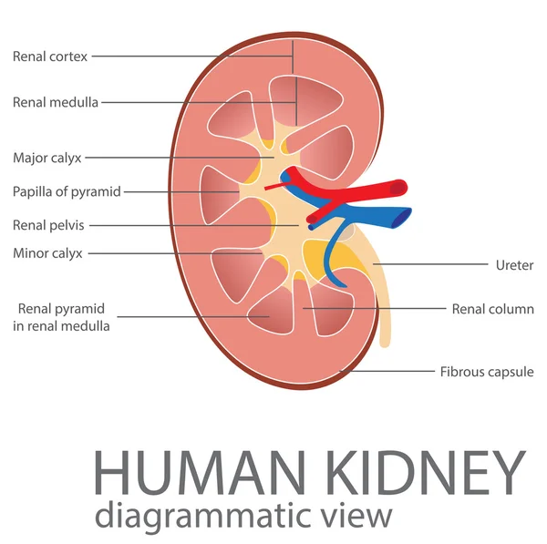 Asthma pathology Stock Vector Image by ©paveu #82628240