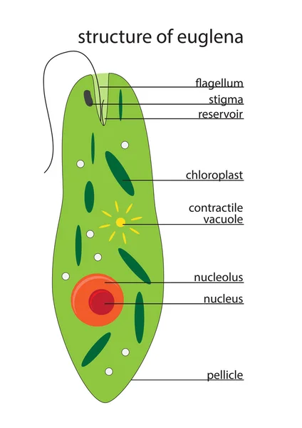 Euglena Drawing
