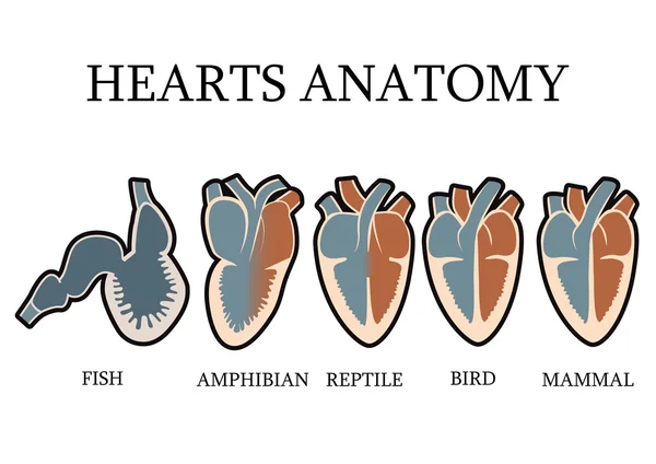Bird Heart Diagram