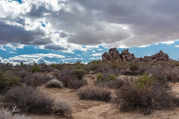 Joshua Tree National Park, CA, USA - December 30, 2012: Mixed blue and ...