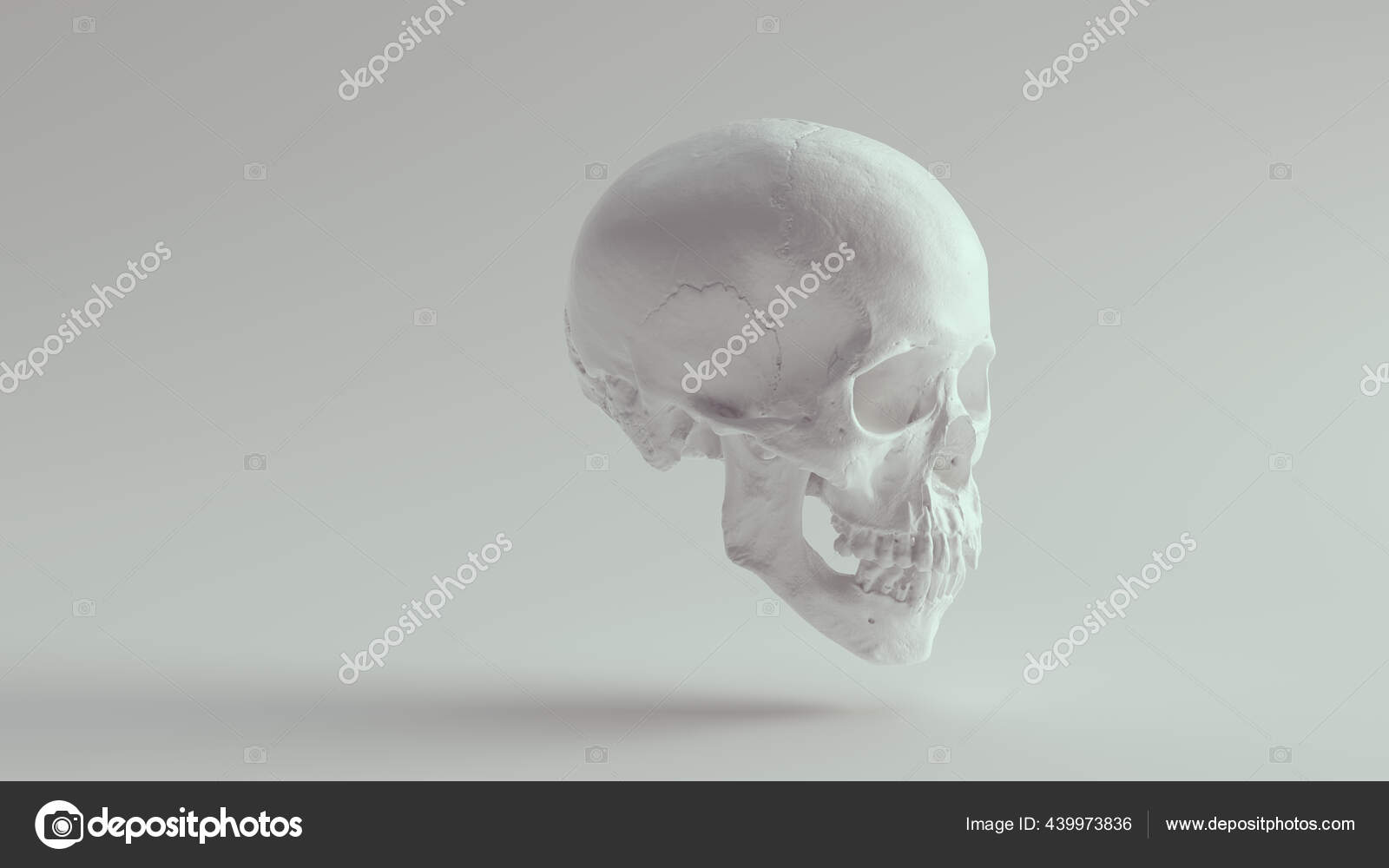 Human Skull Pure White Anatomical Model Illustration Render Skull Scan ...