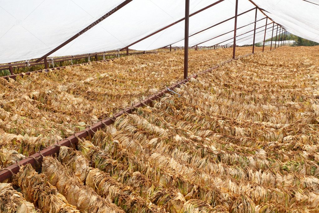 Tobacco Crops Drying