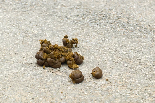 Animal poop Stock Photos, Royalty Free Animal poop Images | Depositphotos