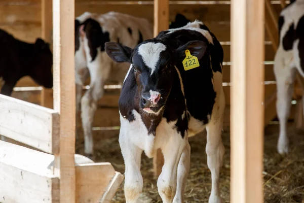 Livestock farm. Close-up. Cows stand in a pen at a dairy farm - Stock ...