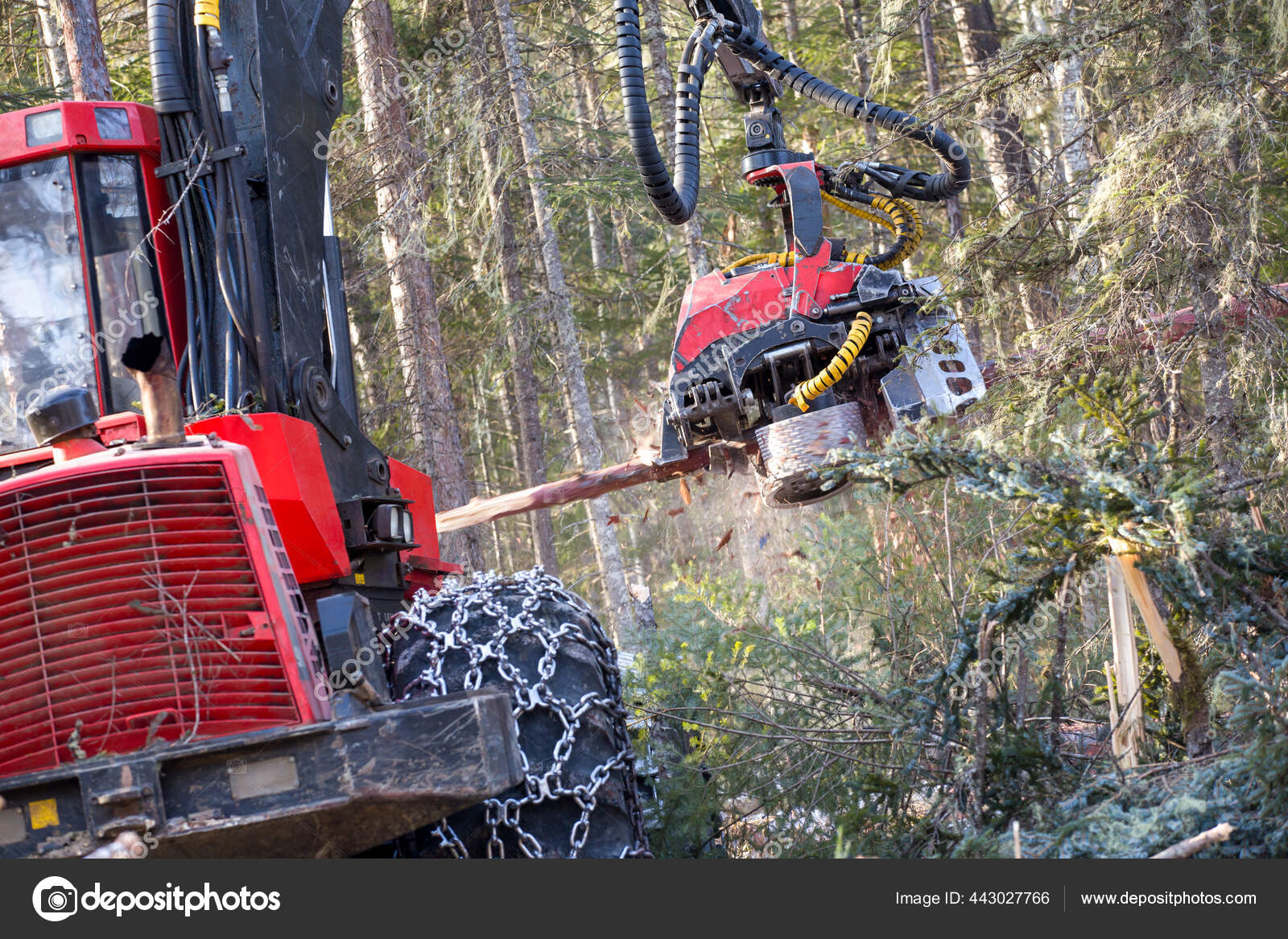 Close Automatic Harvester Saw Cuts Tree Trunk Two Dense Forest Stock ...