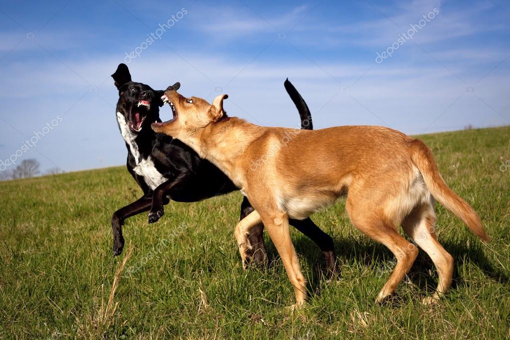 Are The Dogs Playing Or Fighting