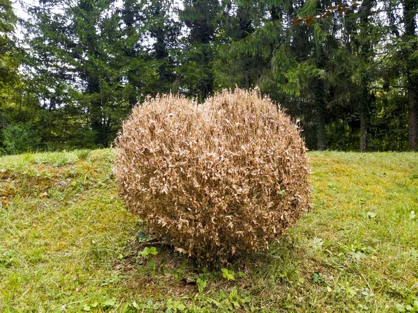 Defoliated plants Stock Photos, Royalty Free Defoliated plants Images ...