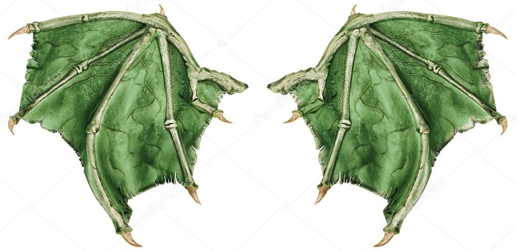 Dragon wings isolated on white Stock Photo by ©mikeaubry 107068064