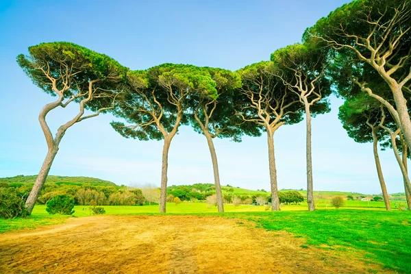 Maritime Pine tree group near sea and beach. Baratti, Tuscany. — Stock ...