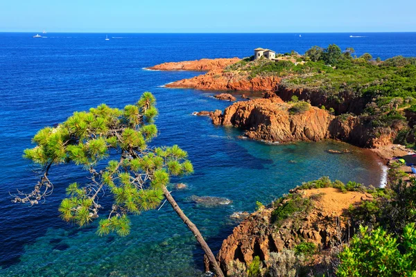 Esterel Mediterranean Tree Red Rocks Coast Beach Sea French Riviera ...