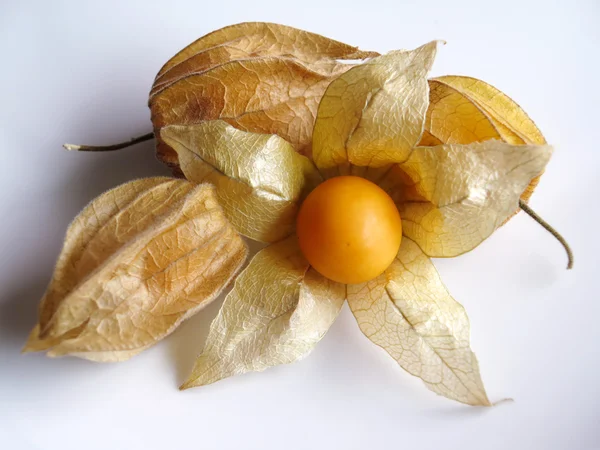 Aguaymanto, Peruvian fruit — Stock Photo © aroas #68799413