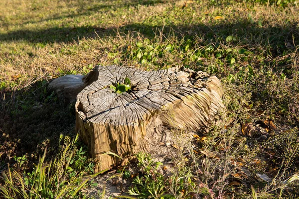 Eiken stomp Stock Photos, Royalty Free Eiken stomp Images | Depositphotos