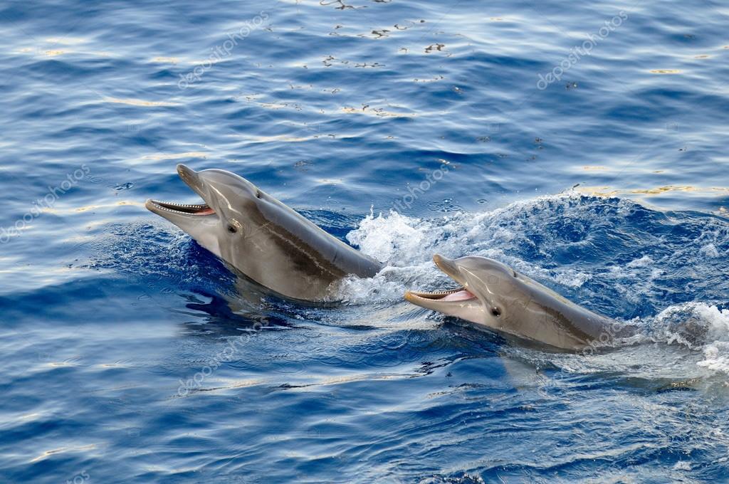 Happy dolphins in the water Stock Photo by ©bereta 96392590