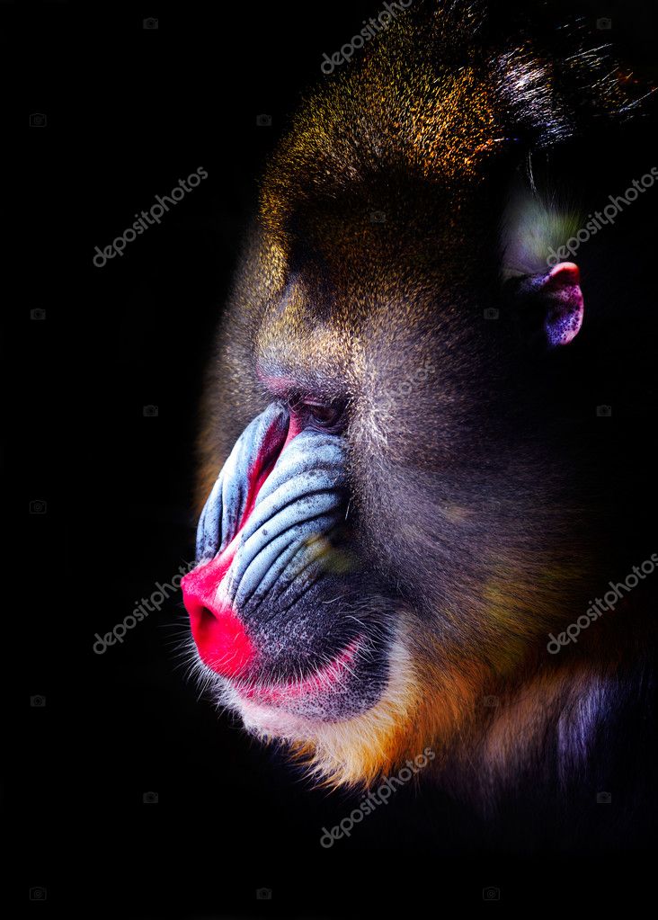Mandrill close-up portrait — Stock Photo © bereta #96404492