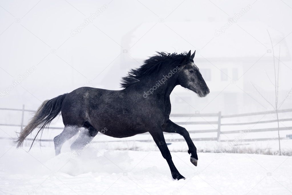 Beautiful horse running Stock Photo by ©bereta 96407244