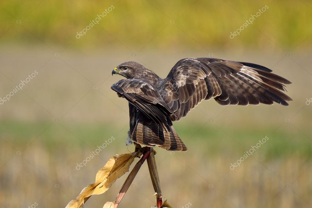 Common buzzard on field (buteo buteo) — Stock Photo © bereta #96407902