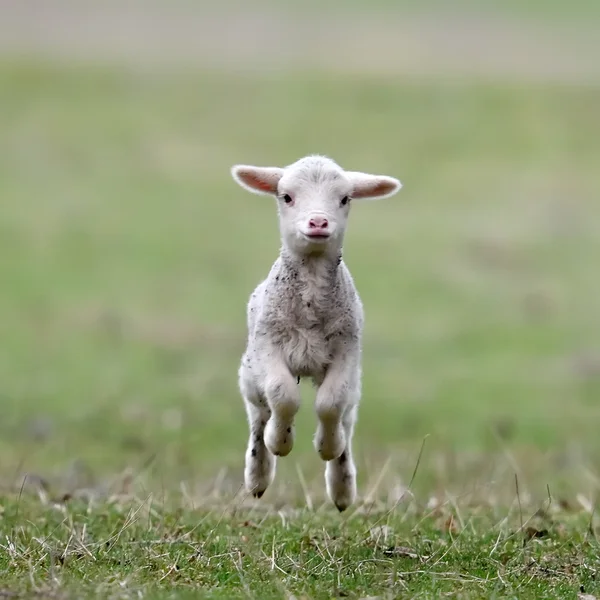 Cute Baby Lambs