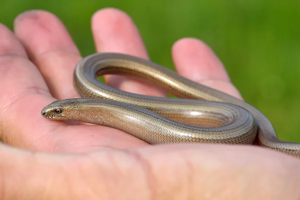 ᐈ A worm snake stock pictures, Royalty Free slow worm images | download ...
